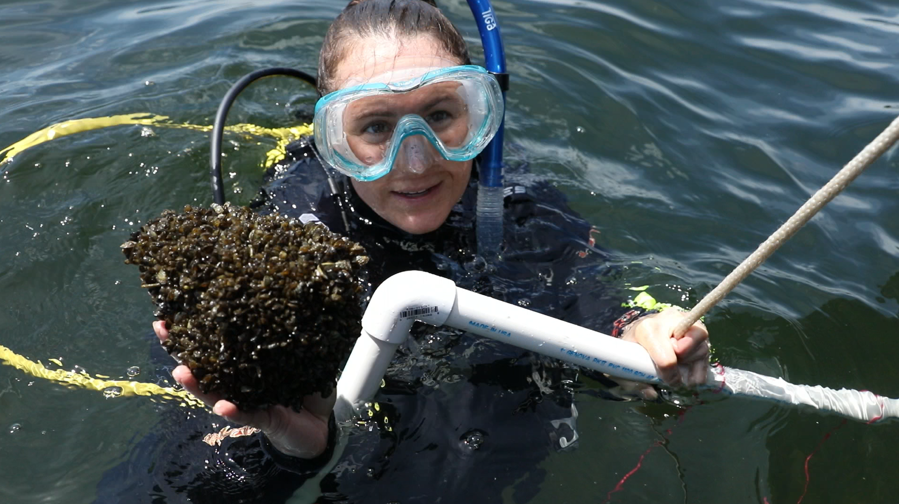 Research & Projects - Invasive Mussel Collaborative