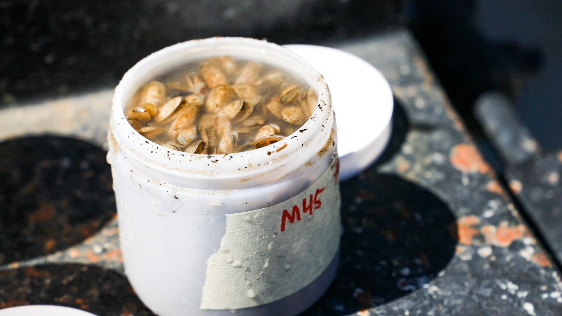 Great Lakes Mussel Watch Program - Invasive Mussel Collaborative